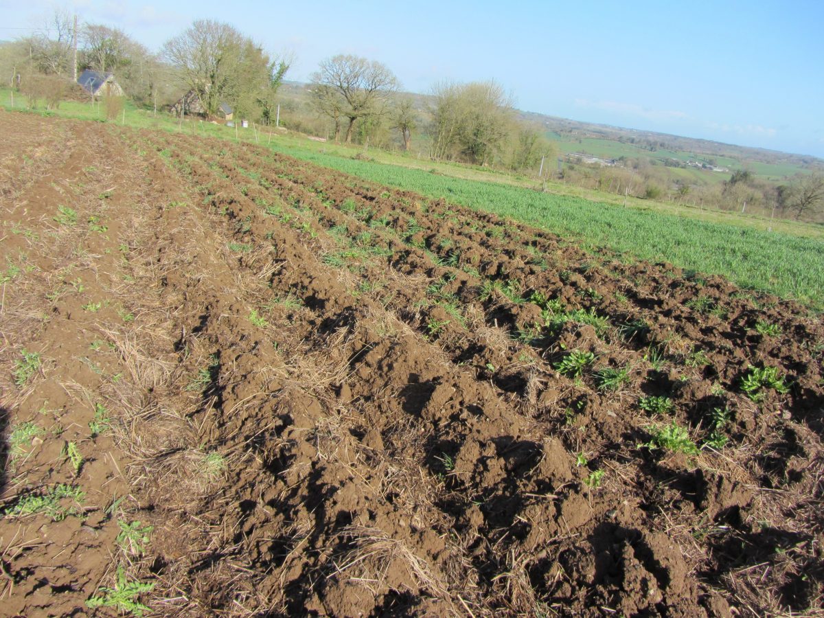 Potato Trenches – Hoe Farming