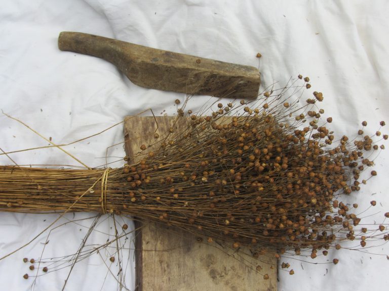 Growing and Harvesting Linen (Flax) – Hoe Farming